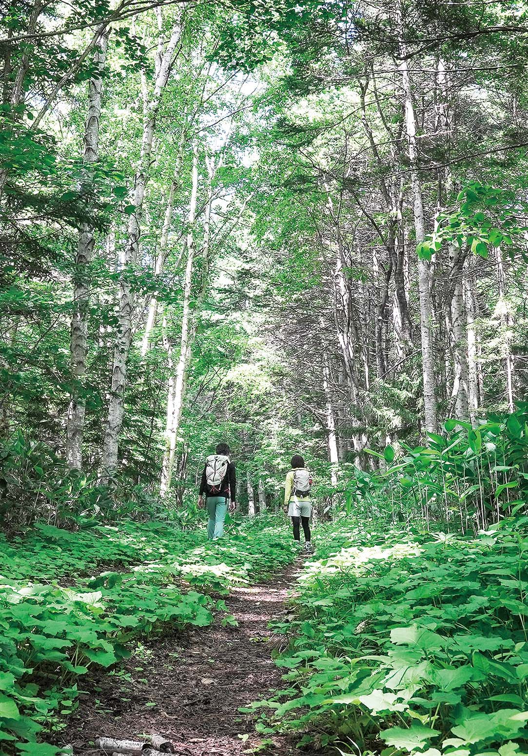 Mt. Asahi – Jozankei Tourist Association Official Website