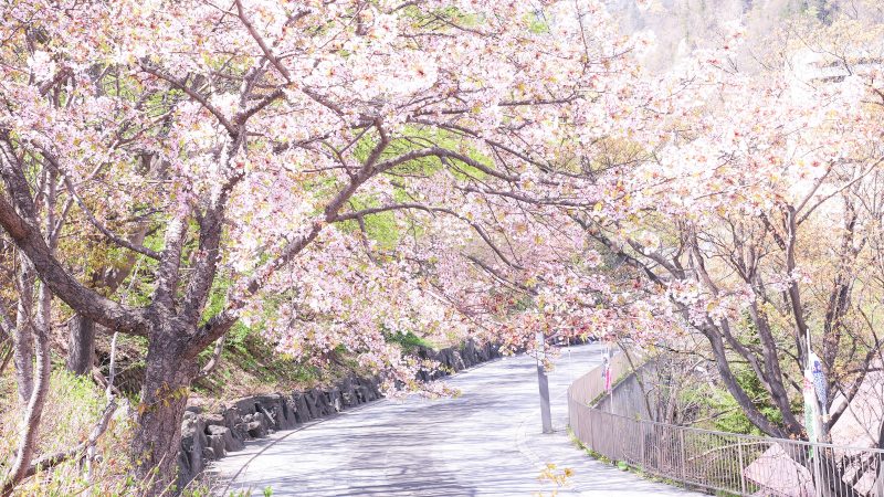 Jozankei Tourist Association Official Website