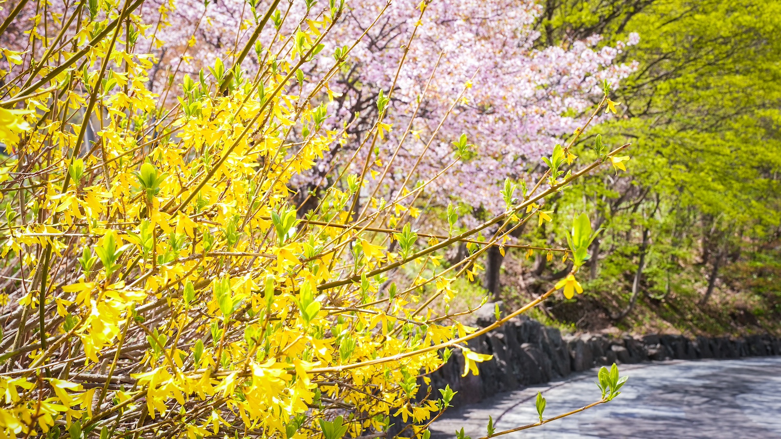 Jozankei Tourist Association Official Website