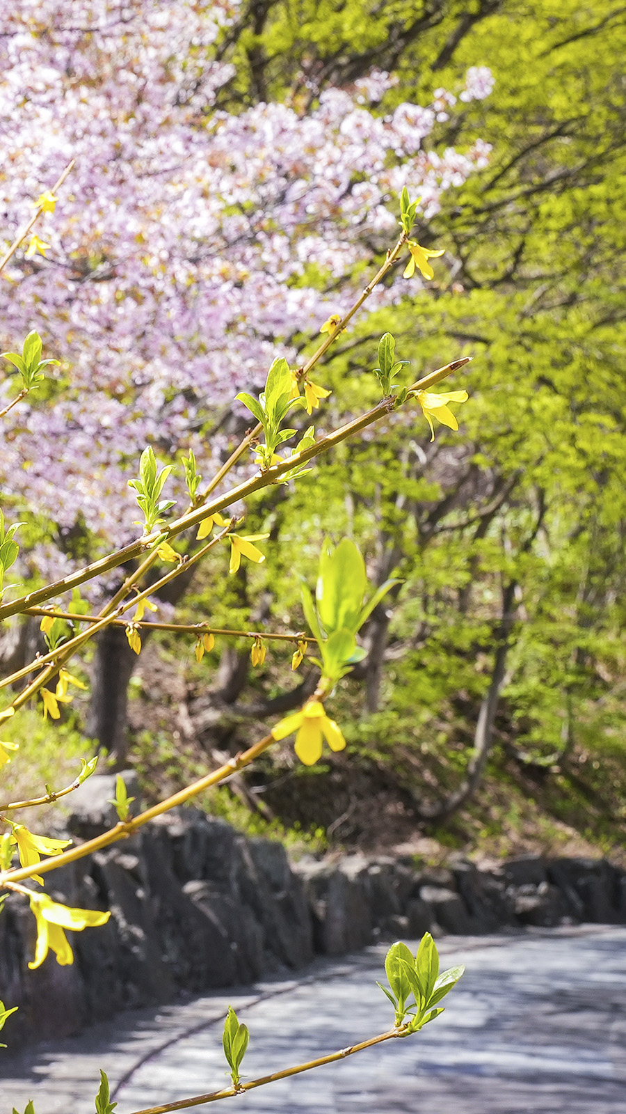 Jozankei Tourist Association Official Website