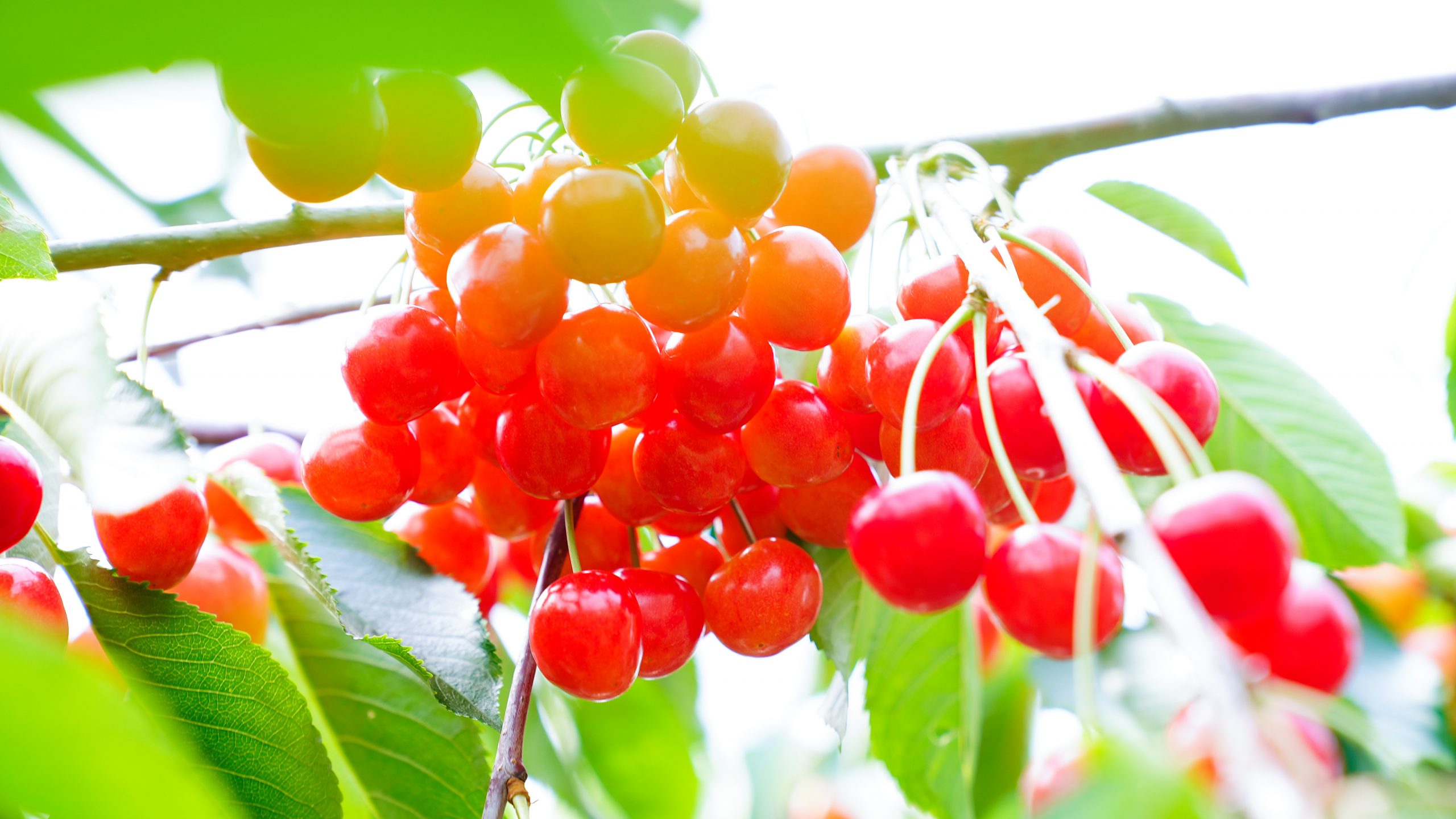 Fruit picking – Jozankei Tourist Association Official Website